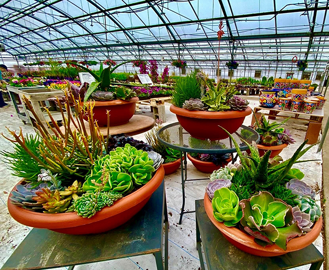 Container Garden Ideas | Boulder Magazine